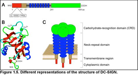 Figure 15 From The Mouse C Type Lectin Dc Signcd209a Is A Marker For