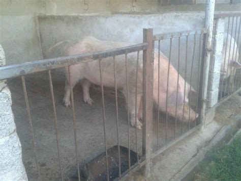 გასაყიდი გოჭები და კურდღლები