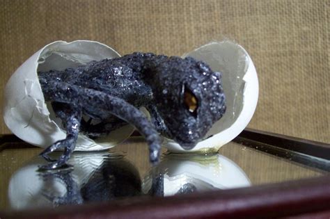 Basilisk Hatchling Etsy Basilisk Hatchling Etsy