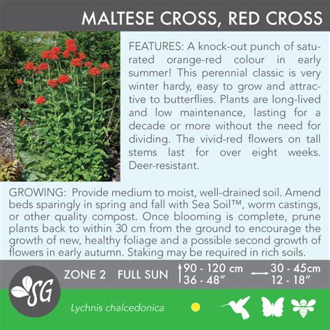 Live Plant Maltese Cross Red Cross Sage Garden