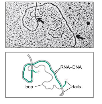 Chapter RNA Splicing Genetics Flashcards Quizlet