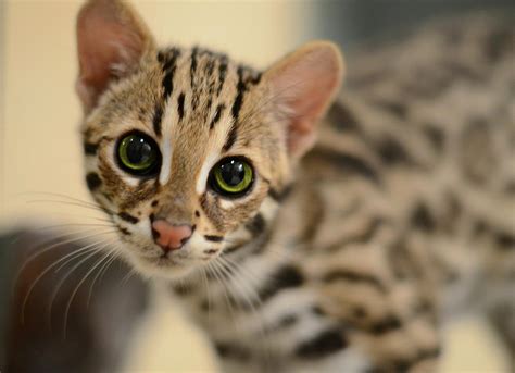 Asian Leopard Cat Cub Rpics