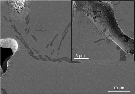 E Sem Image Showing The Surface Roughness Of The Pore Walls Of The Ls