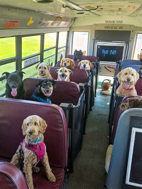 This Dog Daycare Picks Up Pups On A Real School Bus And Here Are 50 Of