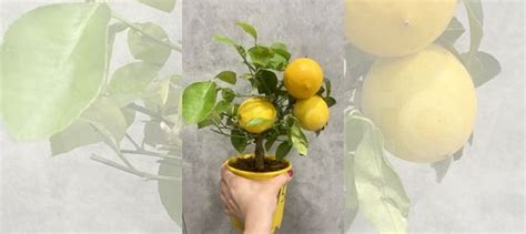 Лимонное дерево с плодами купить во Владимире | Товары для дома и дачи ...