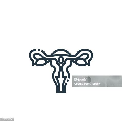자궁 벡터 아이콘 자궁 편집 가능한 뇌졸중 웹 및 모바일 앱 로고 인쇄 매체에 사용하기 위한 자궁 선형 기호입니다 얇은 선 그림