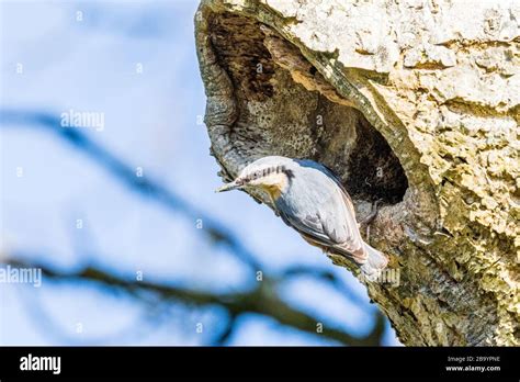 Mud Bird Nest High Resolution Stock Photography And Images Alamy