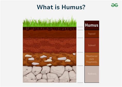 What Is Humus Geeksforgeeks