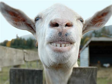 Funny Animal Pictures With Quotes And Sayings