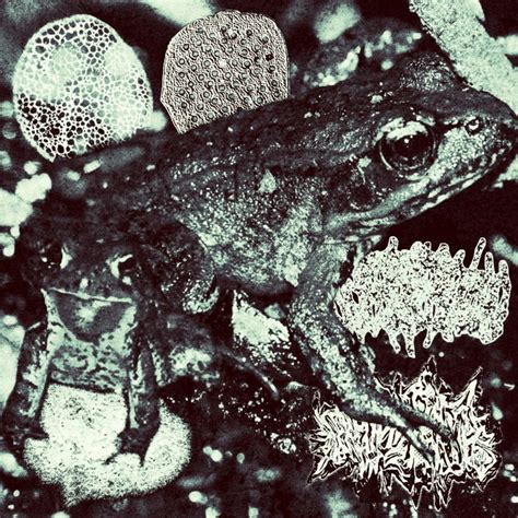 The Mutant Toad Anomaly Oophaga Eric Ebov