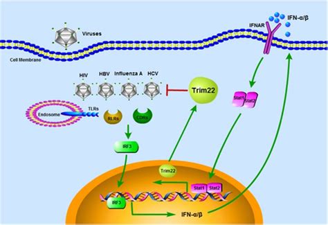 Interferons Command Trim22 To Fight Against Viruses Pmc