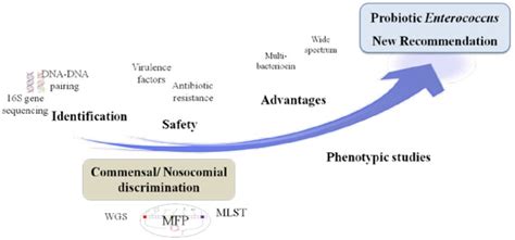 The Genus Enterococcus Between Probiotic Potential And Safety Concerns