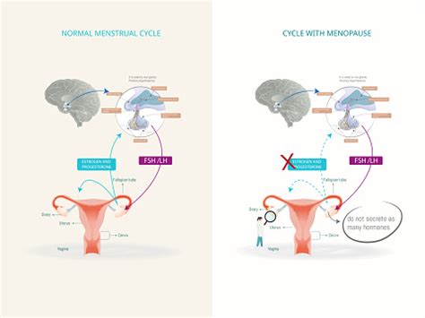 Comparison Between Normal Menstrual Cycle And Menopausal Cycle Stock