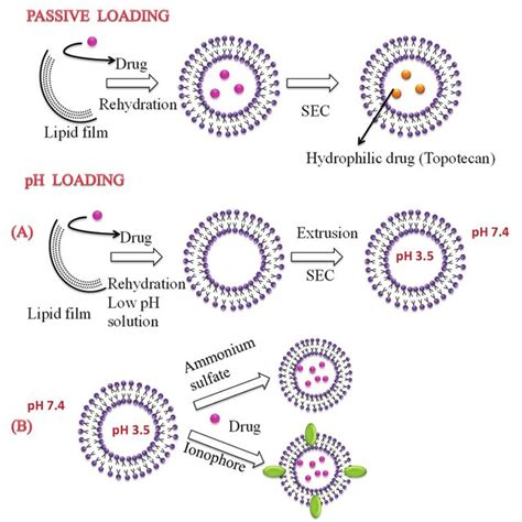 Molecules Free Full Text Encapsulation Of Curcumin Loaded Liposomes My XXX Hot Girl