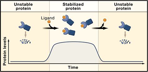 A Stability Switch For Proteins Chemistry And Biology