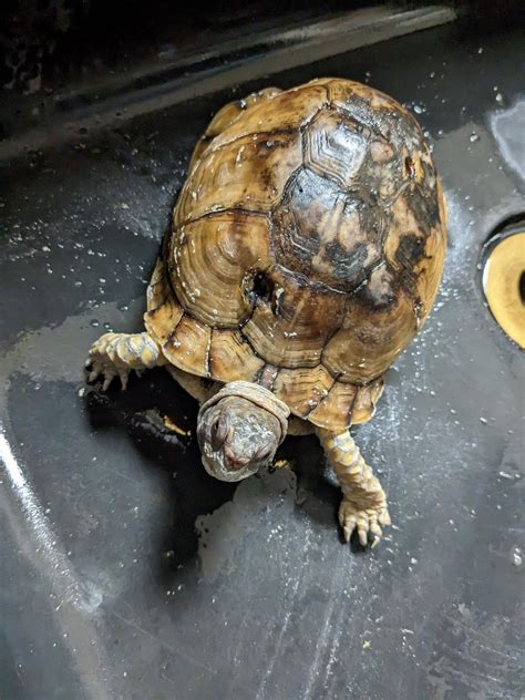 Is This Guy A Cane Toad Located South East Qld Australia Rfrogsandtoads