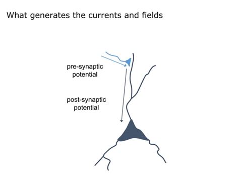 Eeg Meg And Fieldtrip Ppt