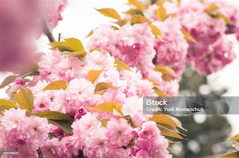 벨벳 사쿠라는 푸른 하늘을 배경으로 나뭇가지에 꽃을 피운다 벚꽃은 나뭇가지에 가까이 다가온다 봄 깃발 야외에서 푸른 하늘을 배경으로 벚꽃 가지 4월에 대한 스톡 사진 및