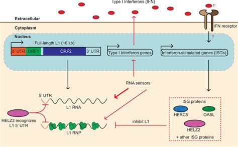 A Working Model Hypothesizing A Negative Feedback Loop Between L1 Rna