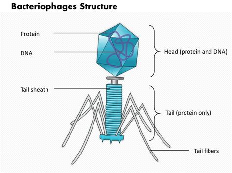 0714 Bacteriophages Structure Medical Images For Powerpoint PowerPoint Presentation Pictures