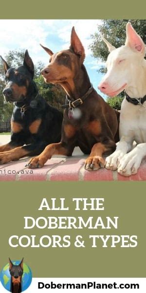 All The Colors And Types Of The Doberman Pinscher Doberman Planet