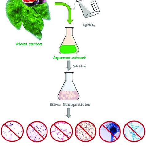 Pdf Ficus Carica Assisted Green Synthesis Of Metal Nanoparticles A Mini Review