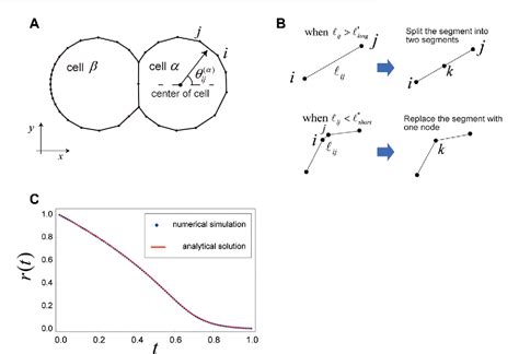 Figure 1 From A Cell Membrane Model That Reproduces Cortical Flow Driven Cell Migration And