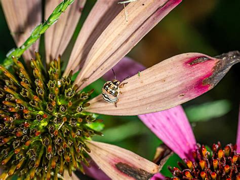 Multicolored True Bug BugGuide Net