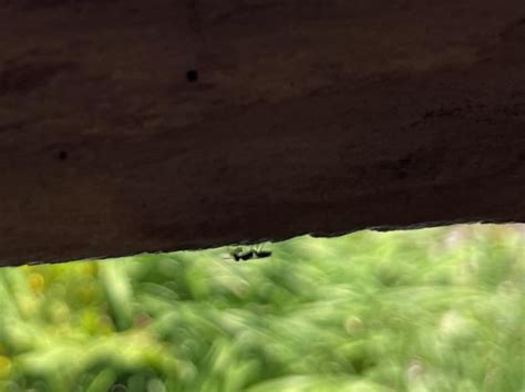 What Is This Wood Boring Insect R Whatisthisbug