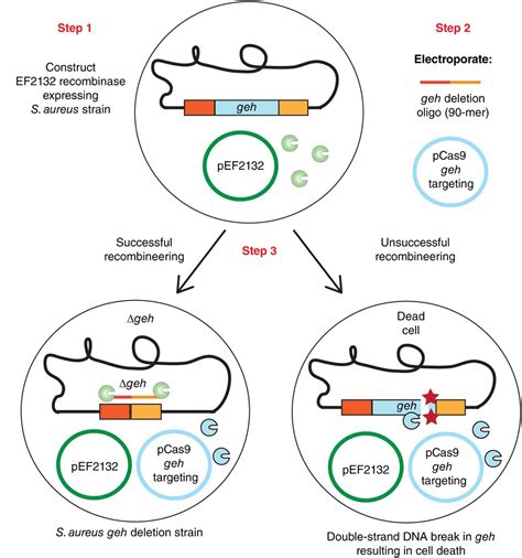 Using Crispr Cas9 Based Methods For Genome Editing In Staphylococcus Aureus