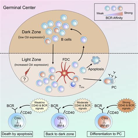 Cbl Ubiquitin Ligases Control B Cell Exit From The Germinal Center