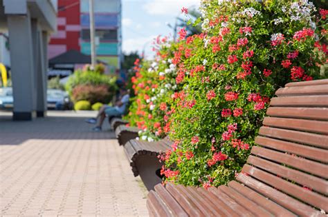 도시의 도시 환경에서 매우 아름다운 수직 화단 Pelargonium 꽃과 조경 디자인의 녹지 복사 공간이 있는 도시 배경입니다 0명에 대한 스톡 사진 및 기타 이미지