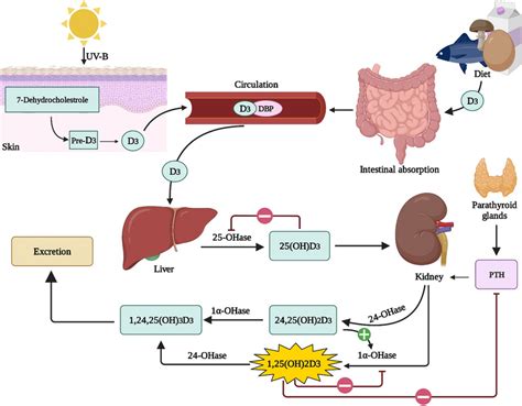 Vitamin D Synthesis Abbreviations Dbp Vitamin D Binding Protein