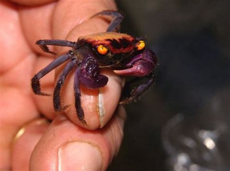 Geosesarma Dennerle Or The Purple Vampire Crab Is A Species Of Small Land Living Crab Which Is