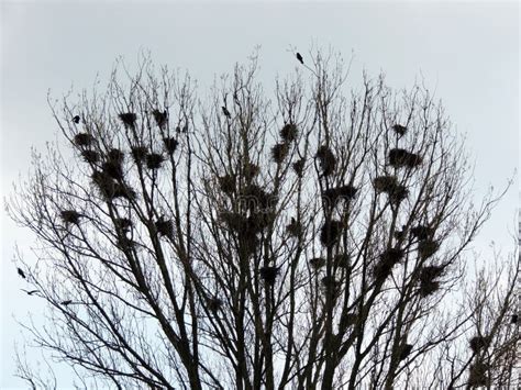 Rooks Colony Corvus Frugilegus Rook Nests And Birds On Tree Stock