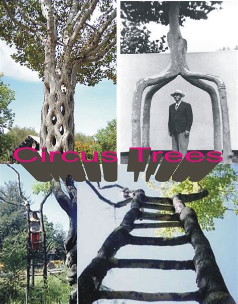 Fenomena Circus Trees