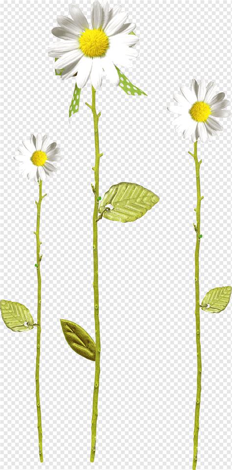 필드의 꽃 독일 카모마일 Dendranthema Lavandulifolium Oxeye 데이지 카밀레 해바라기 식물 줄기 꽃 Png Pngwing