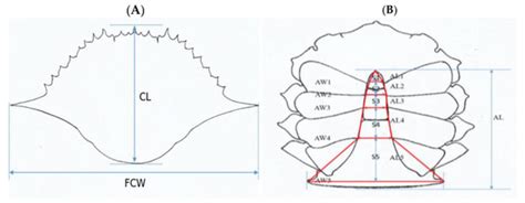 The Characteristics Of Sex Differentiation Based On Morphological
