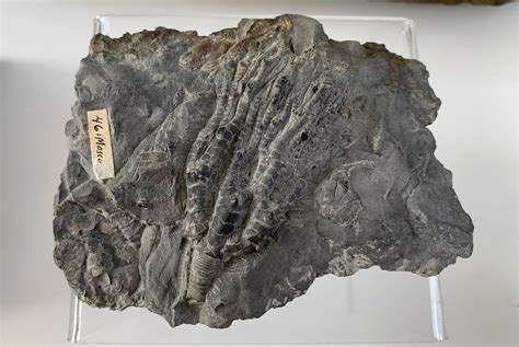 Devonian Sea Life Ny Rocks Ancient Life Of The Empire State — Museum