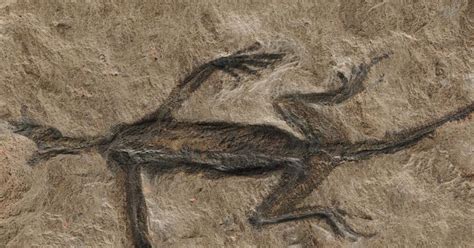 Striking Reptilian Fossil Discovered In 1931 Found To Be Fake Research Chemistry World