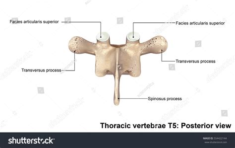 Thoracic Vertebrae T5 Posterior View 3d Stock Illustration 554422144 Shutterstock