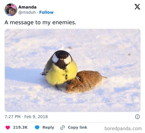 50 Times Birds Were Perfect Material For Memes Bored Panda