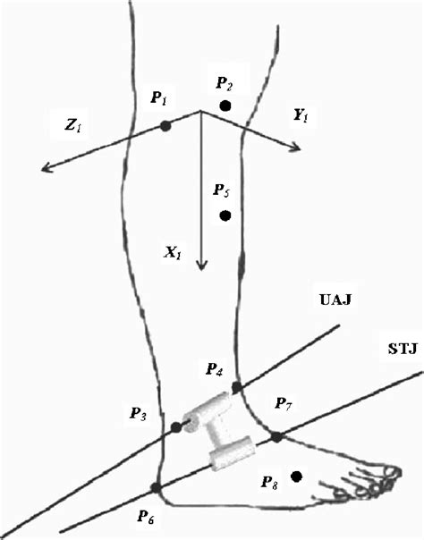 Main Rotation Axes Of The Ankle Download Scientific Diagram