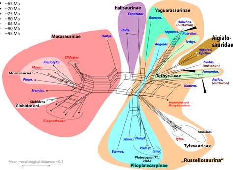 The Genealogical World Of Phylogenetic Networks Networks Not Trees Identify Weak Spots In