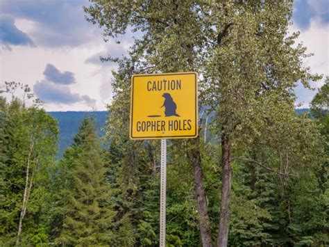 The Life Cycle Of A Gopher From Birth To Death The Life Cycle Of A Gopher From Birth To Death