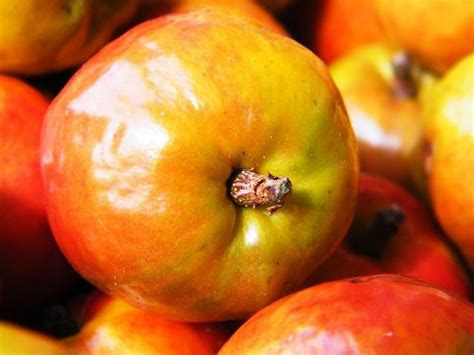 Les Fruits De Chiapas Une Découverte Savoureuse