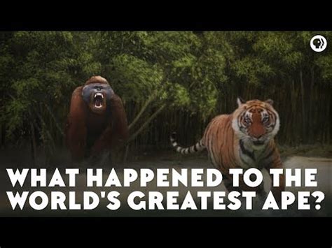 Why Did Earths Largest Ape Went Extinct