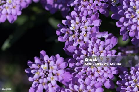 정원 클로즈업에서 귀여운 아름다운 꽃 선택적 작은 초점과 좋은 보케 식물의 동화 세계 가리기에 대한 스톡 사진 및 기타 이미지