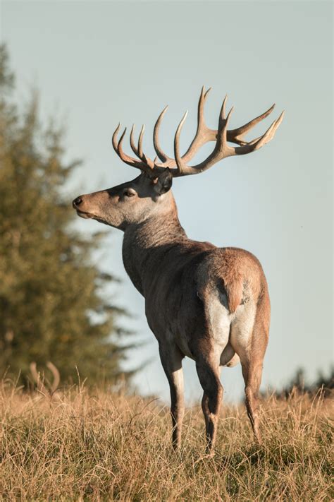 Hirsch Foto And Bild Natur Tiere Bilder Auf Fotocommunity