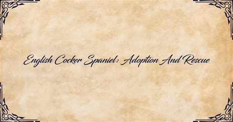 Adoption And Rescue Of English Cocker Spaniel